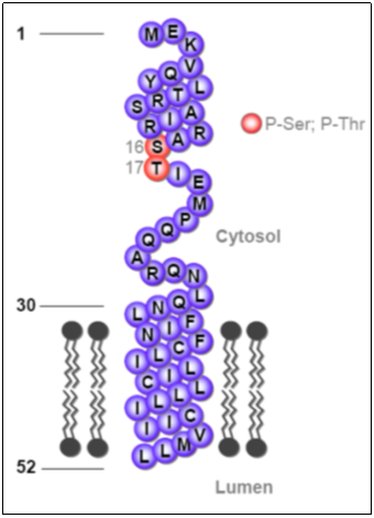 Phospholamban (PLN) in Cardiac Muscle – Gramolini Lab